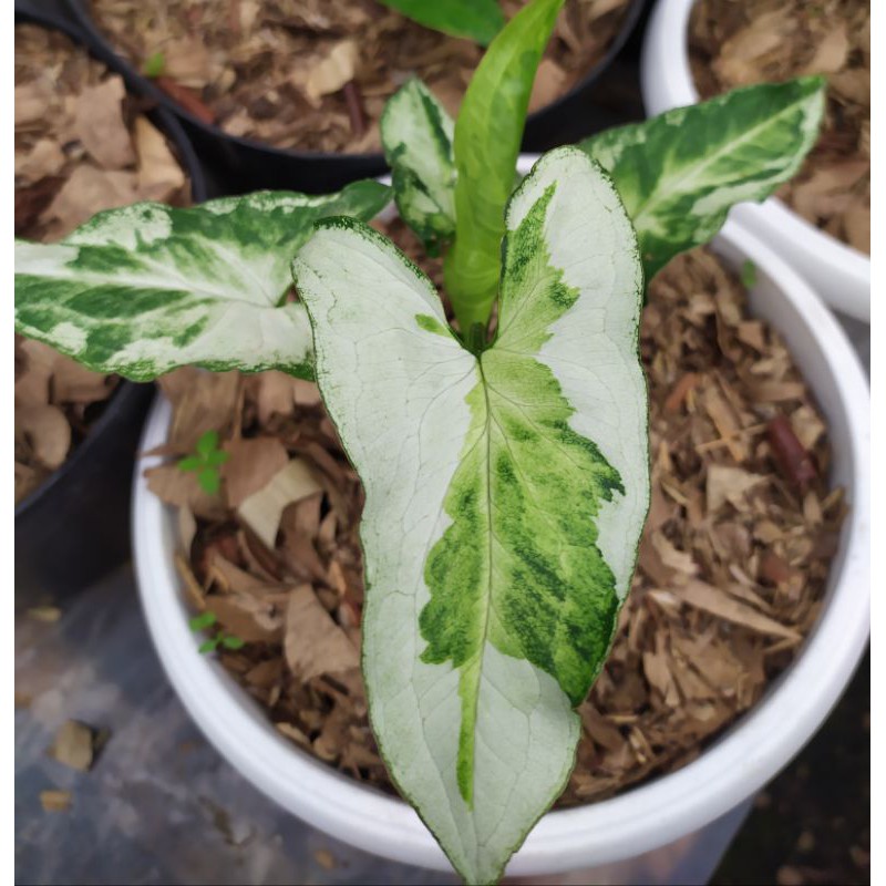 Jual singonium parigata triking | Shopee Indonesia