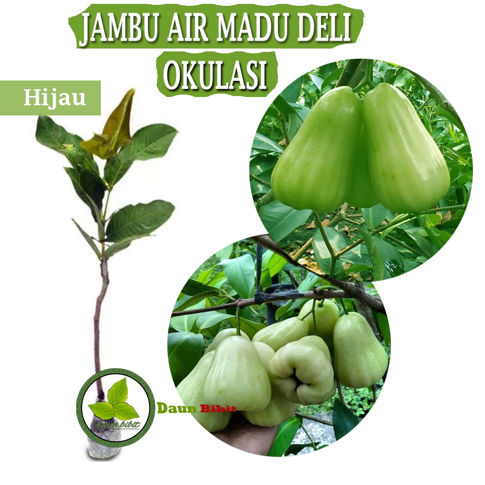Jual Bibit Jambu Air Madu Deli Hijau Sambung Pucuk | Shopee Indonesia