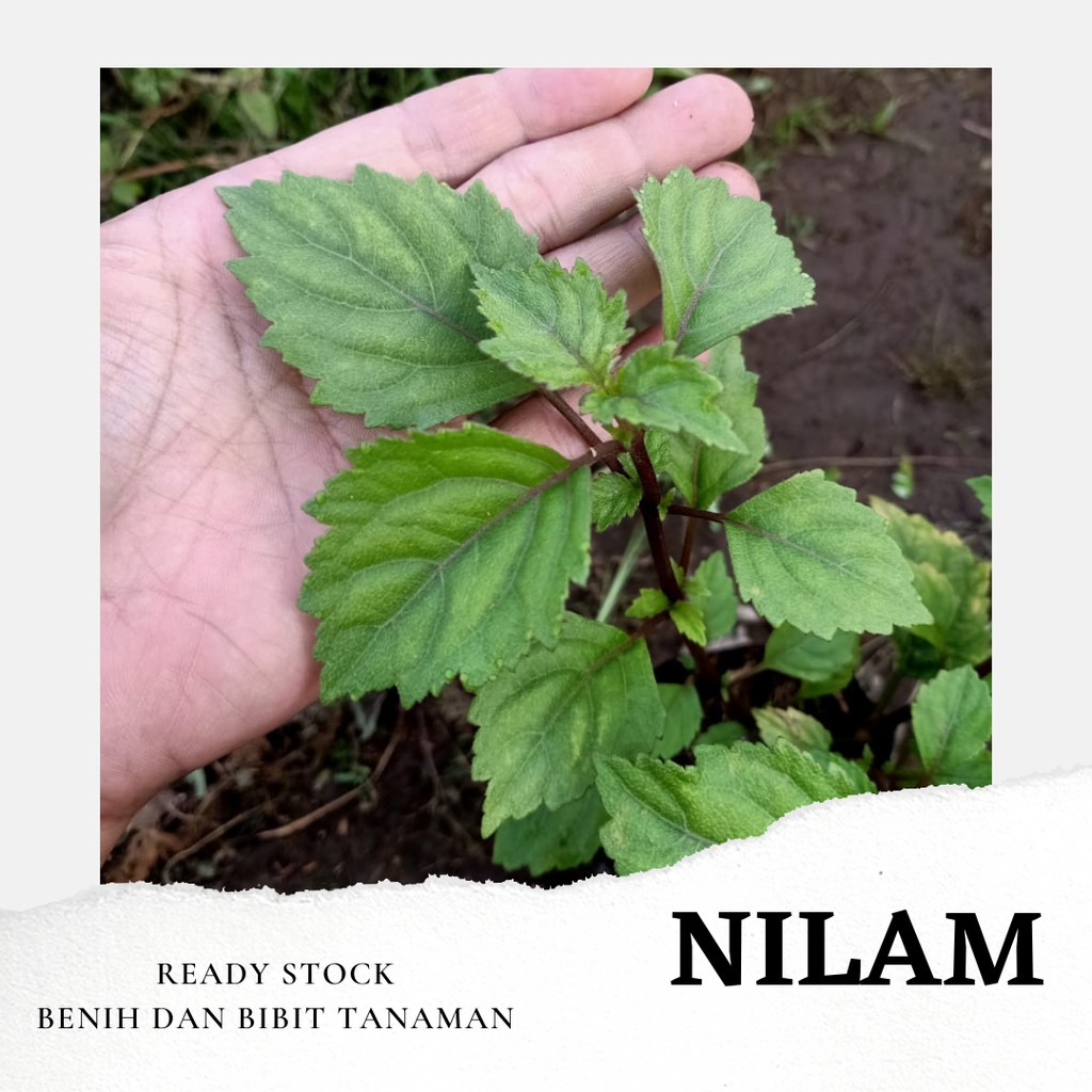Jual Pohon Nilam - Bibit Tanaman Daun Bahan Minyak Wangi | Shopee Indonesia