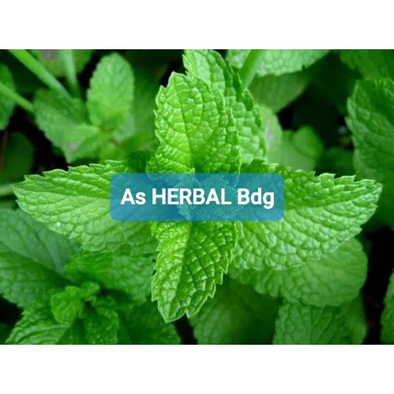 Jual Daun Mint Segar 300 gram / daun papermint segar-az | Shopee Indonesia