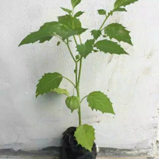 Jual tanaman herbal ciplukan cecendet tanaman obat hipertensi | Shopee ...