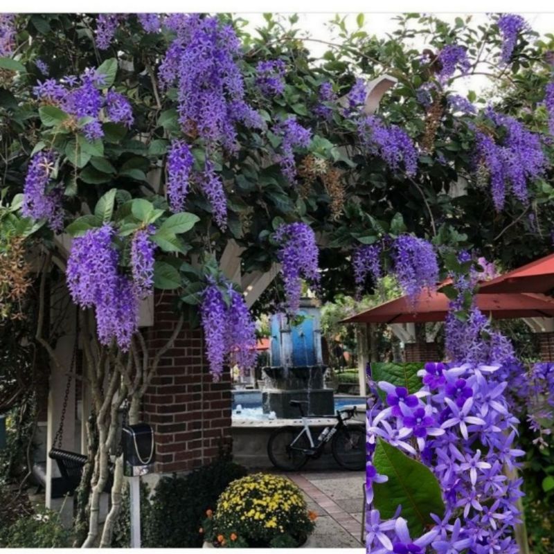 Jual Petrea volubilis ungu / bibit tanaman hias bunga rambat merambat ...