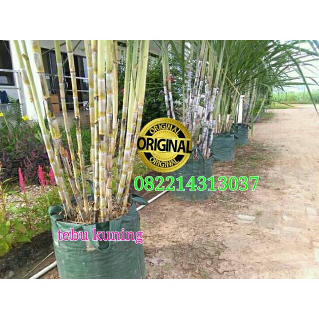 Jual terabaru Stek tebu atau tiwu 3 warna hijau kuning dan hitam segar ...