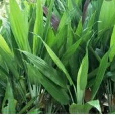 Jual Tanaman Hias PoHon DraCeNa TomBaK RaJa Tanaman DraCeNa KomBak ...