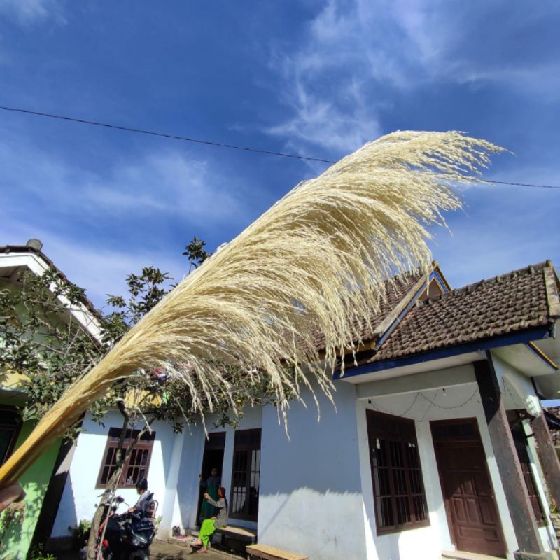 Jual PAMPAS PUTIH BLEACHING UKURAN M 12 batang | Shopee Indonesia