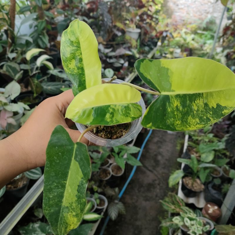 Jual Philodendron burlemax variegata/ burlemax varigata (khusus P.Jawa ...