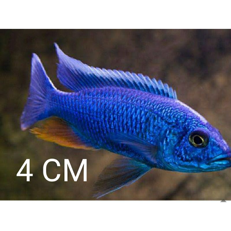 Jual cichlid sciaenochromis electrick blue hap fryeri | Shopee Indonesia