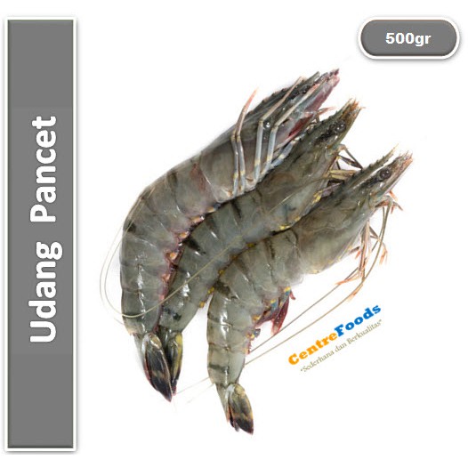 Jual Udang Pancet Besar Fresh | Big Pancet [ Berat 0.5Kg /500gr ...