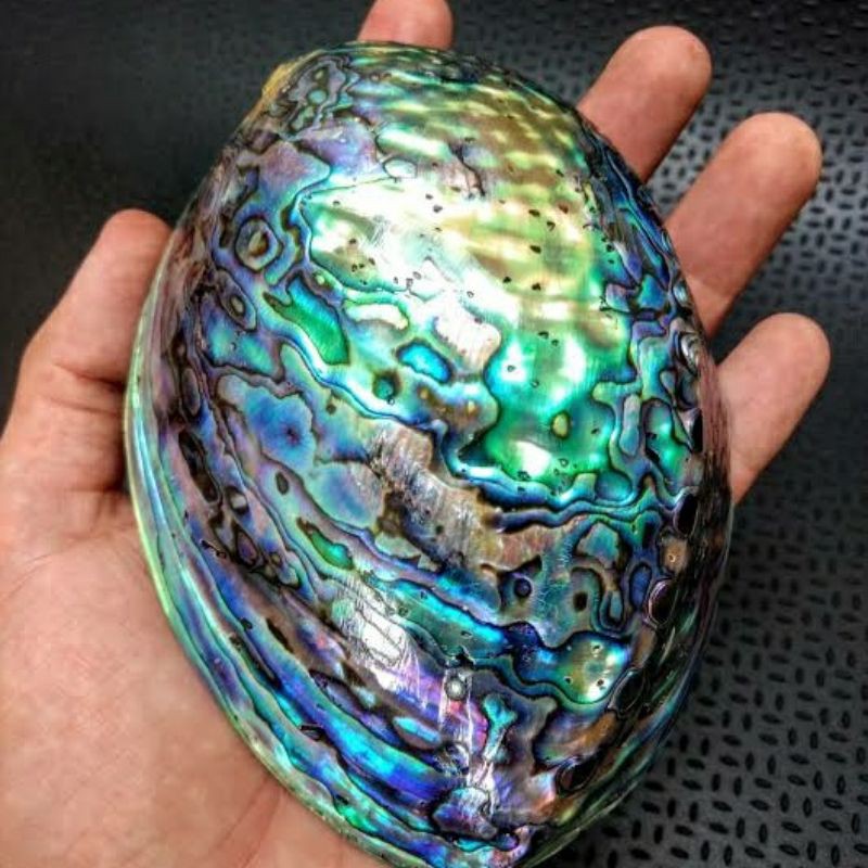 Jual PAWA PAUA SHELL LIONTIN PENDANT ABALONE TILE IMPORT NEW ZEALAND ...