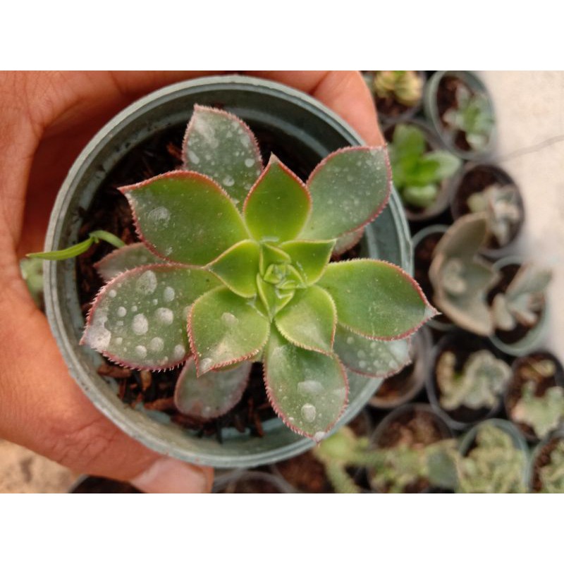 Jual skulen | Shopee Indonesia