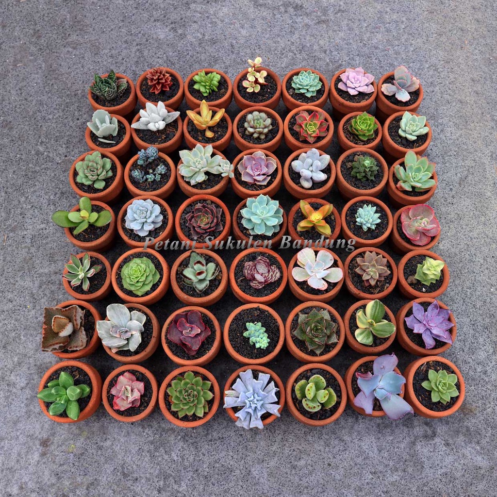 Jual PAKET Kaktus 50 JENIS sukulen sekulen mini dekorasi tanaman taman ...