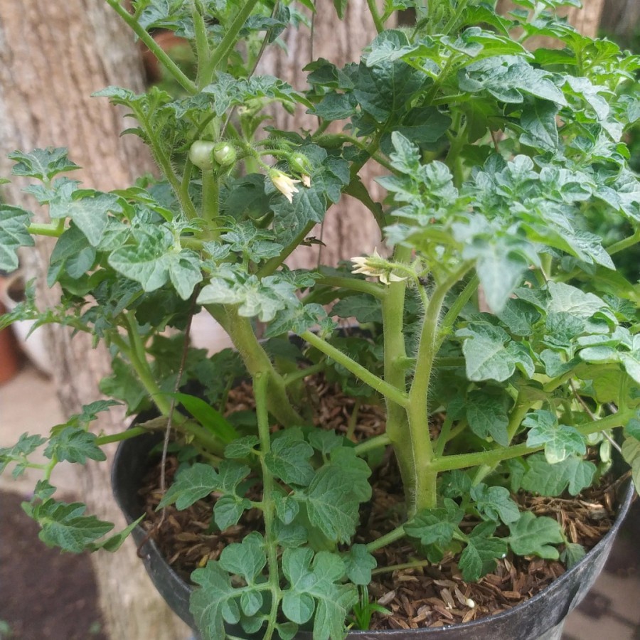 Jual Tanaman tomat cherry di pot | Shopee Indonesia