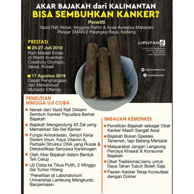 Jual KAYU BAJAKAH ASLI KALIMANTAN SUKU DAYAK AKAR BAJAKAH ORIGINAL 100% ...