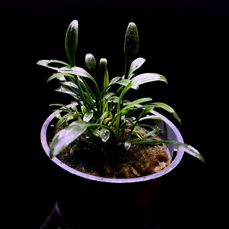 Jual cryptocoryne parva pot ( tanaman aquascape ) | Shopee Indonesia