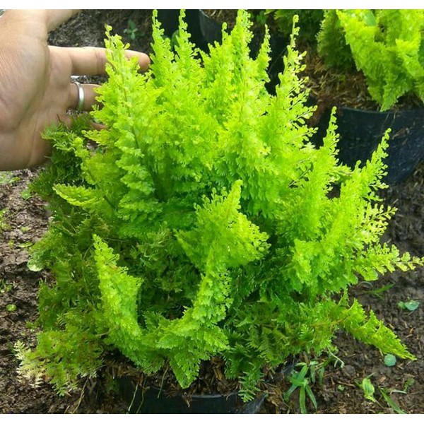 Jual bunga gantung pakis embun | Shopee Indonesia