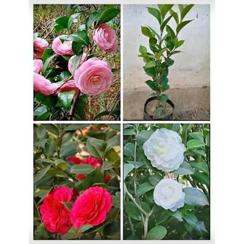 Jual bibit bunga Camelia (WISATA FLORA) | Shopee Indonesia