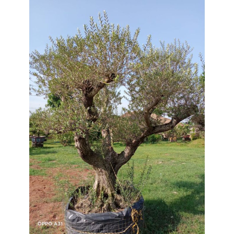 Jual pohon zaitun | Shopee Indonesia