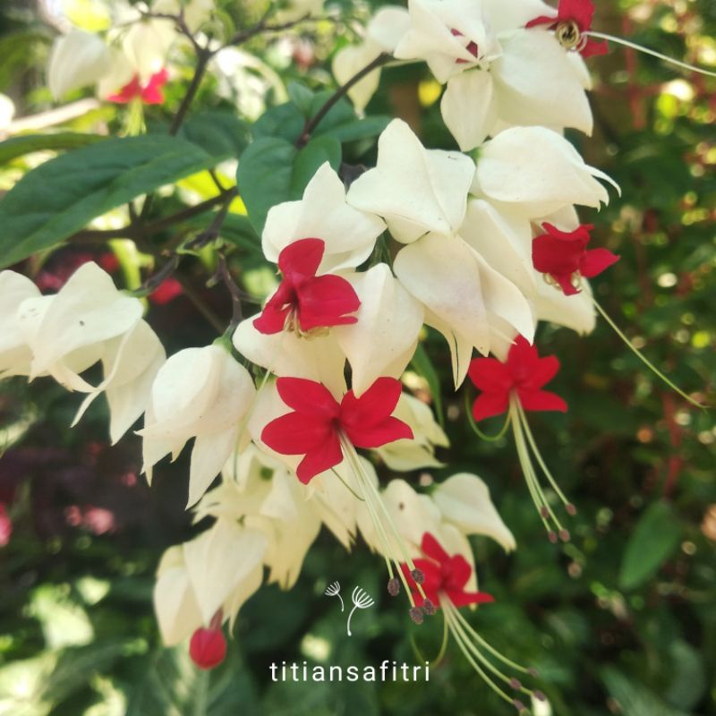 Jual Tanaman hias rambat Bunga Nona Makan Sirih +-30-50cm sedang/siap ...