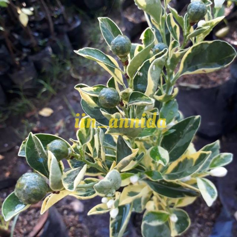 Jual BIBIT TANAMAN BUAH JERUK UNIK VARIEGATA | Shopee Indonesia