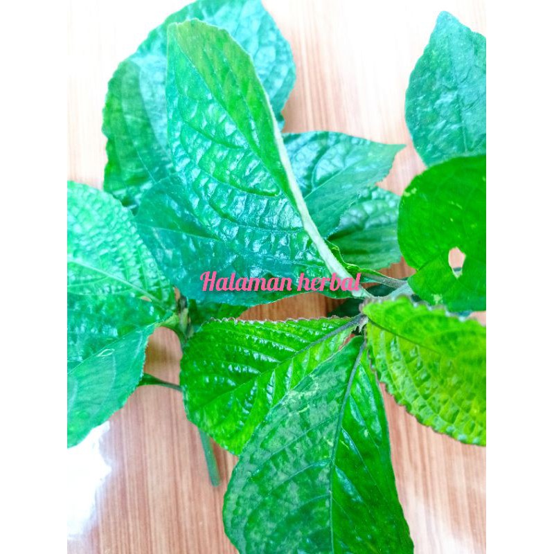 Jual daun keji beling pres1kg | Shopee Indonesia