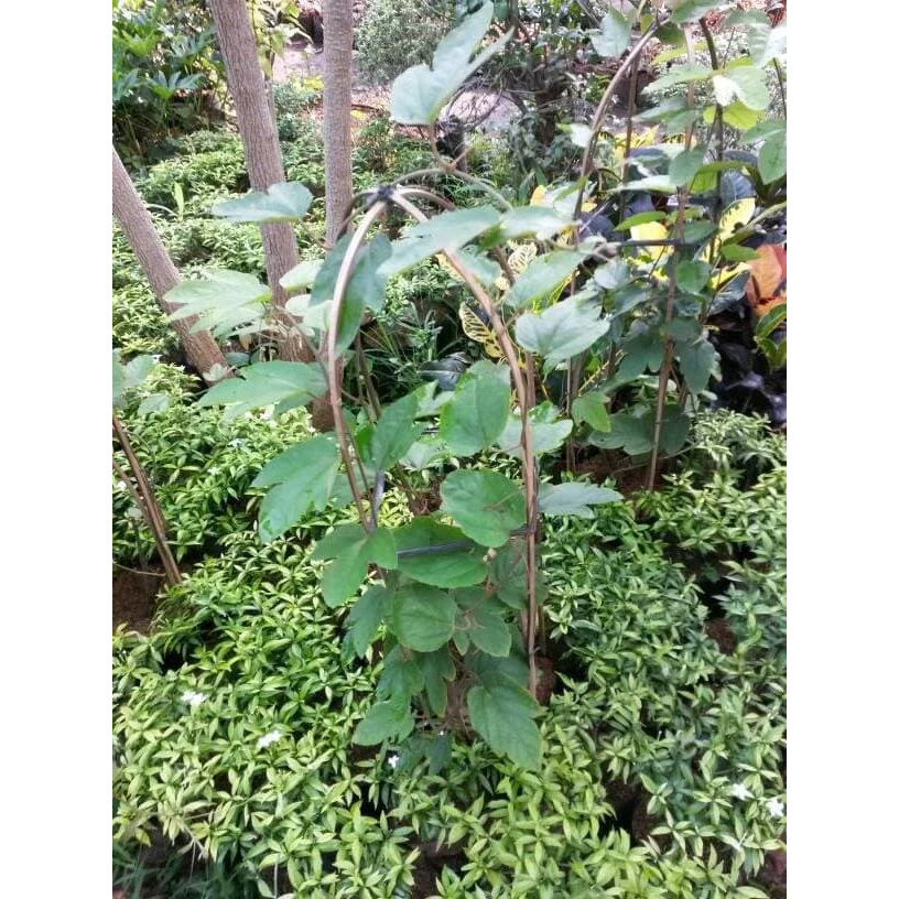 Jual Passiflora bunga merah tanaman rambat | Shopee Indonesia