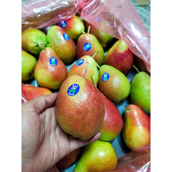 Jual Pear Forelle 1kg | Shopee Indonesia