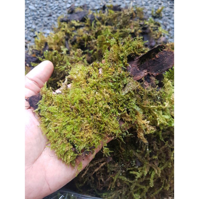 Jual Spagnum Moss Lumut Kayu Hutan Hidup 200 gr | Shopee Indonesia
