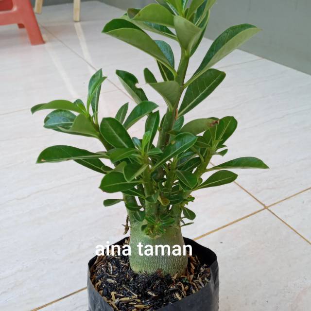 Jual Bonsai Adenium Obesum Bibit Tanaman Bonsai Adenium Obesum Shopee