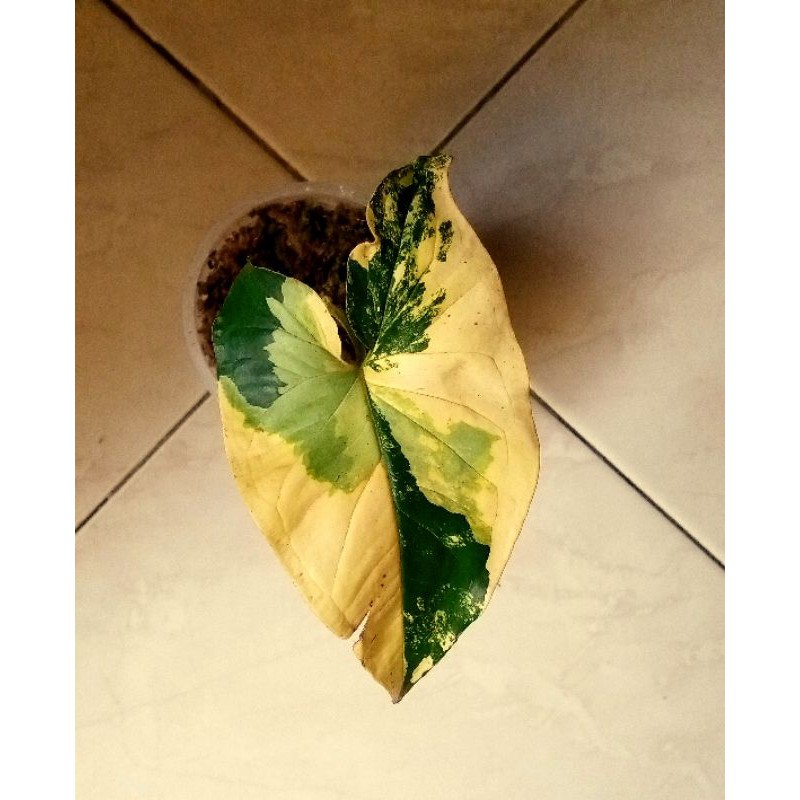 Jual syngonium yellow varigata daun pancing | Shopee Indonesia