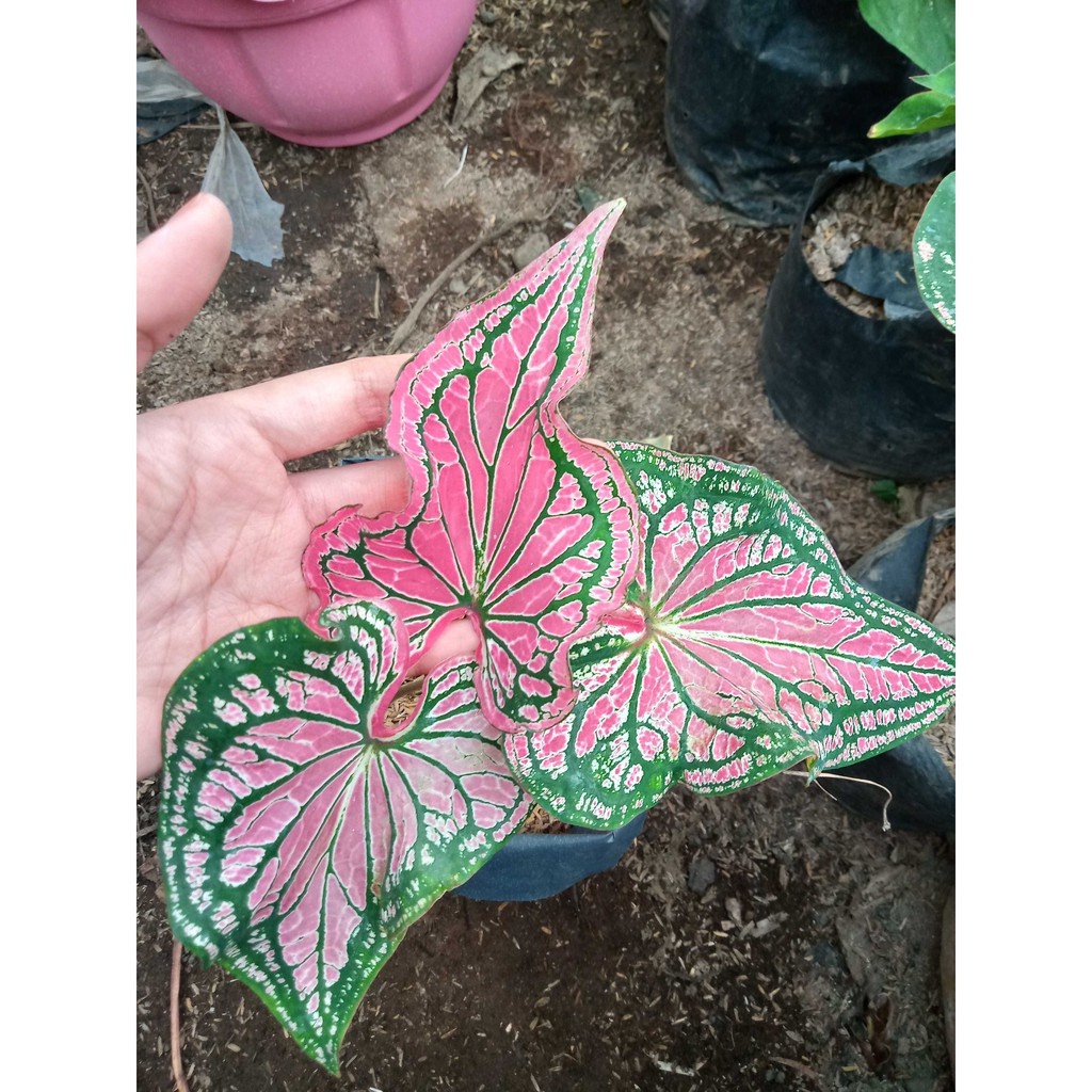 Jual Tanaman Hias Bunga Keladi wayang - caladium wayang | Shopee Indonesia