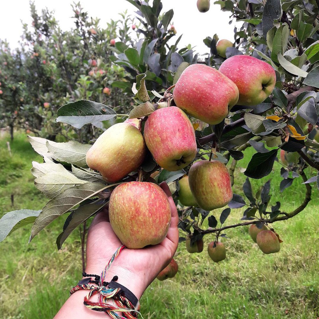 Jual BIBIT APEL ANNA OKULASI (COCOK DI TANAM POT) | Shopee Indonesia