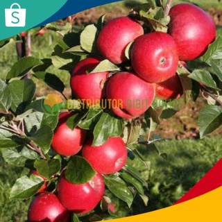 Jual apel rome beauty Harga Terbaik & Termurah April 2024 | Shopee ...