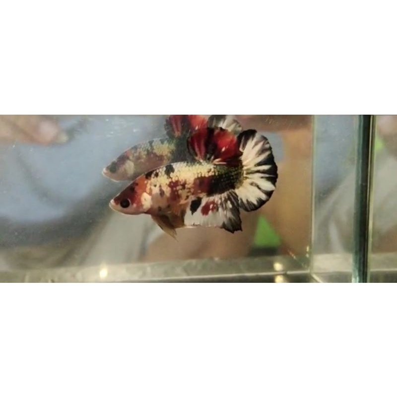 Jual stiker tempel nemo copper | Shopee Indonesia