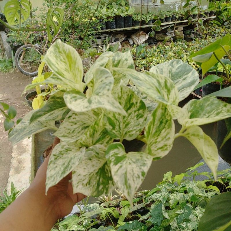 Jual marble queen rimbun | Shopee Indonesia