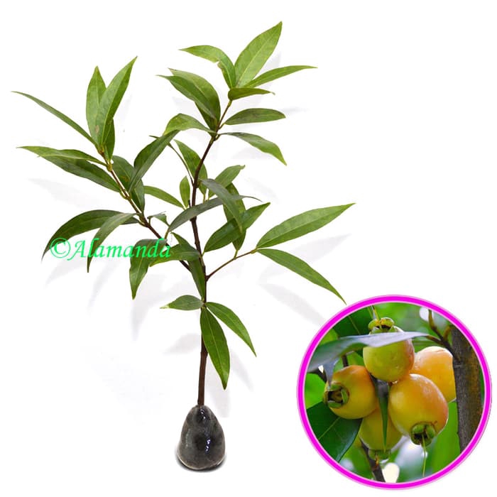 Jual Tanaman Jambu Air Mawar 50cm (BISA COD BOS) | Shopee Indonesia