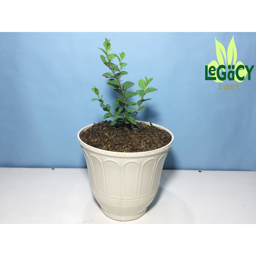 Jual Bidara arab ziziphus mauritiana widara widura tanaman hias tanaman ...