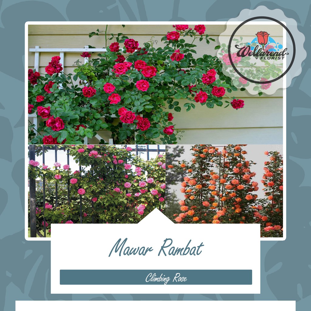 Jual Tanaman Biibit Bunga Mawar Rambat (climbing rose) | Shopee Indonesia