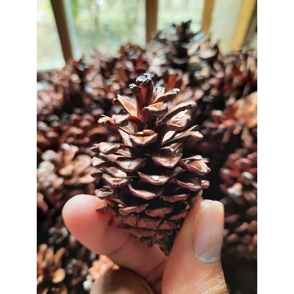 Jual bunga pinus biji pinus buah pinus kering alami | Shopee Indonesia