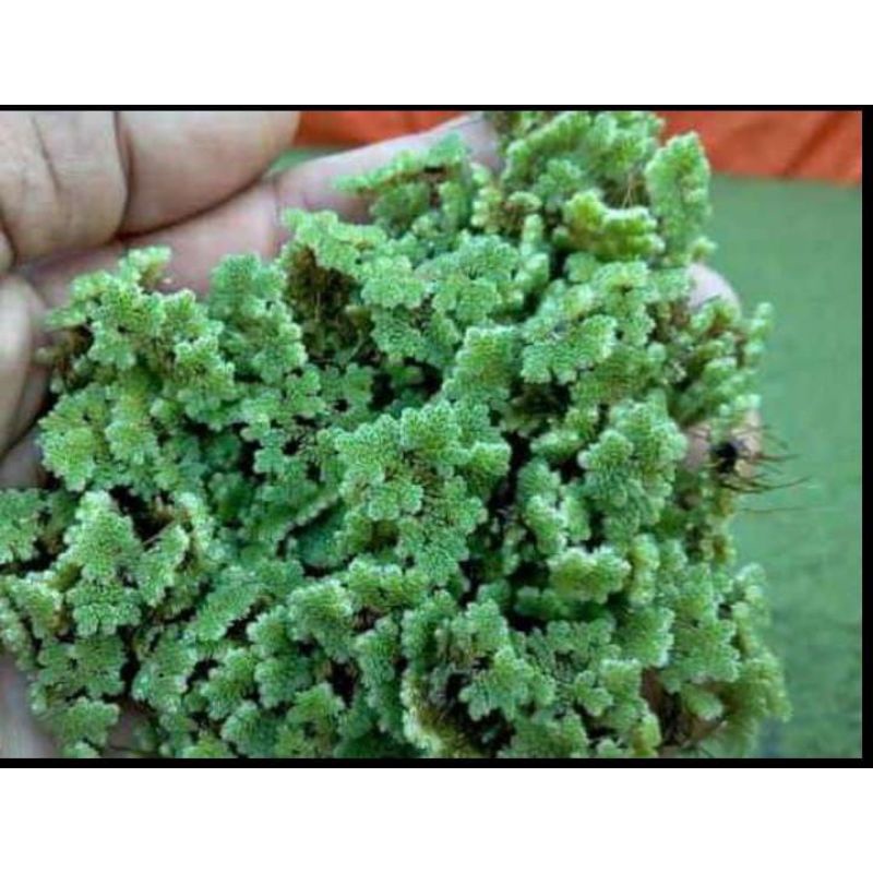 Jual bibit azolla 100gr benih azola micropylla | Shopee Indonesia