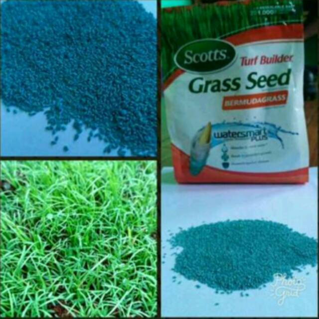 Jual Biji rumput golf | Shopee Indonesia