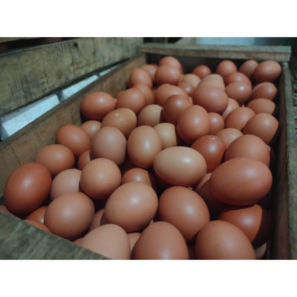 Jual Telur Negeri fresh dari kandang bisa bikin kue dan kulit tebal ...