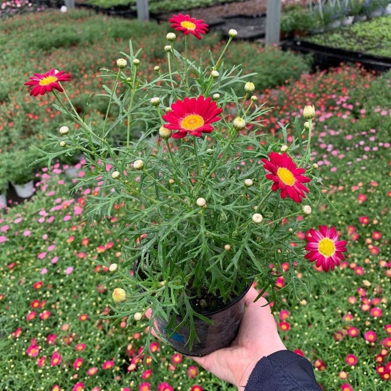Jual Tanaman Hidup Bunga Daisy (BISA PILIH WARNA) | Shopee Indonesia