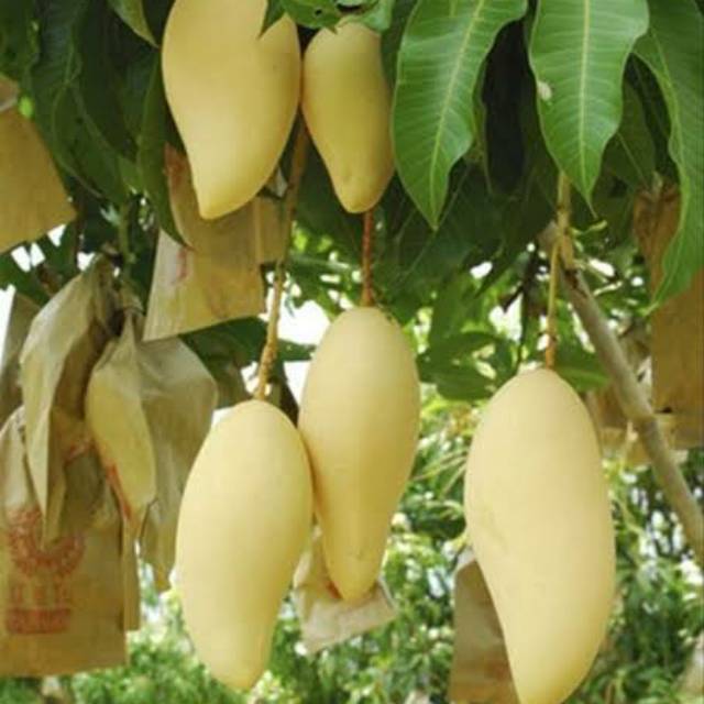 Jual Tanaman Mangga Nam Dok Mai - Nikmati Buah Mangga Segar dari Kebun Anda! | Shopee Indonesia