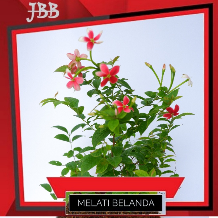 Jual Tanaman Hias Melati - Bunga Melati - Varian Jenis | Shopee Indonesia
