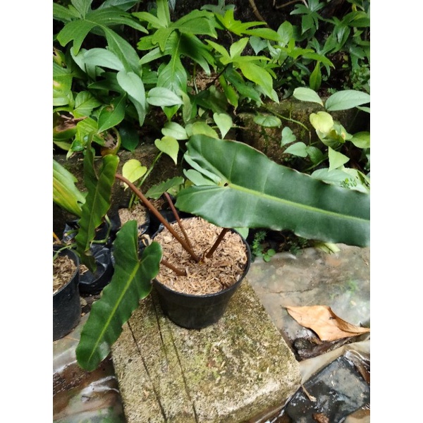 Jual REAL PICT Tanaman hias Philo atabapoense - philodendron | Shopee ...