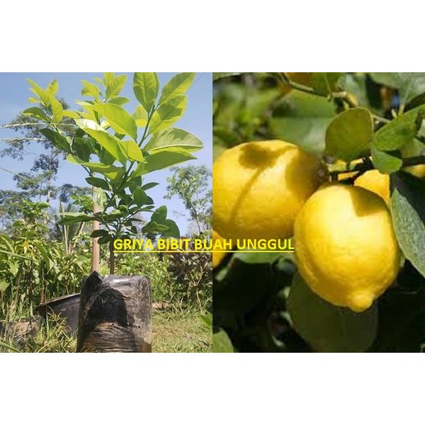 Jual WARUNG BIBIT Bibit Jeruk Lemon Super Atau Jeruk Lemon Eureka ...