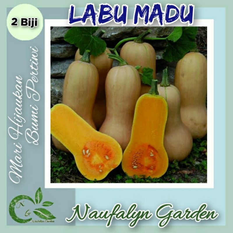 Jual 2 Benih Labu Madu Butternut Benih Biji Bibit Buah Unggul ...