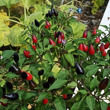 Jual 10 seed Benih cabe hias hitam | Shopee Indonesia