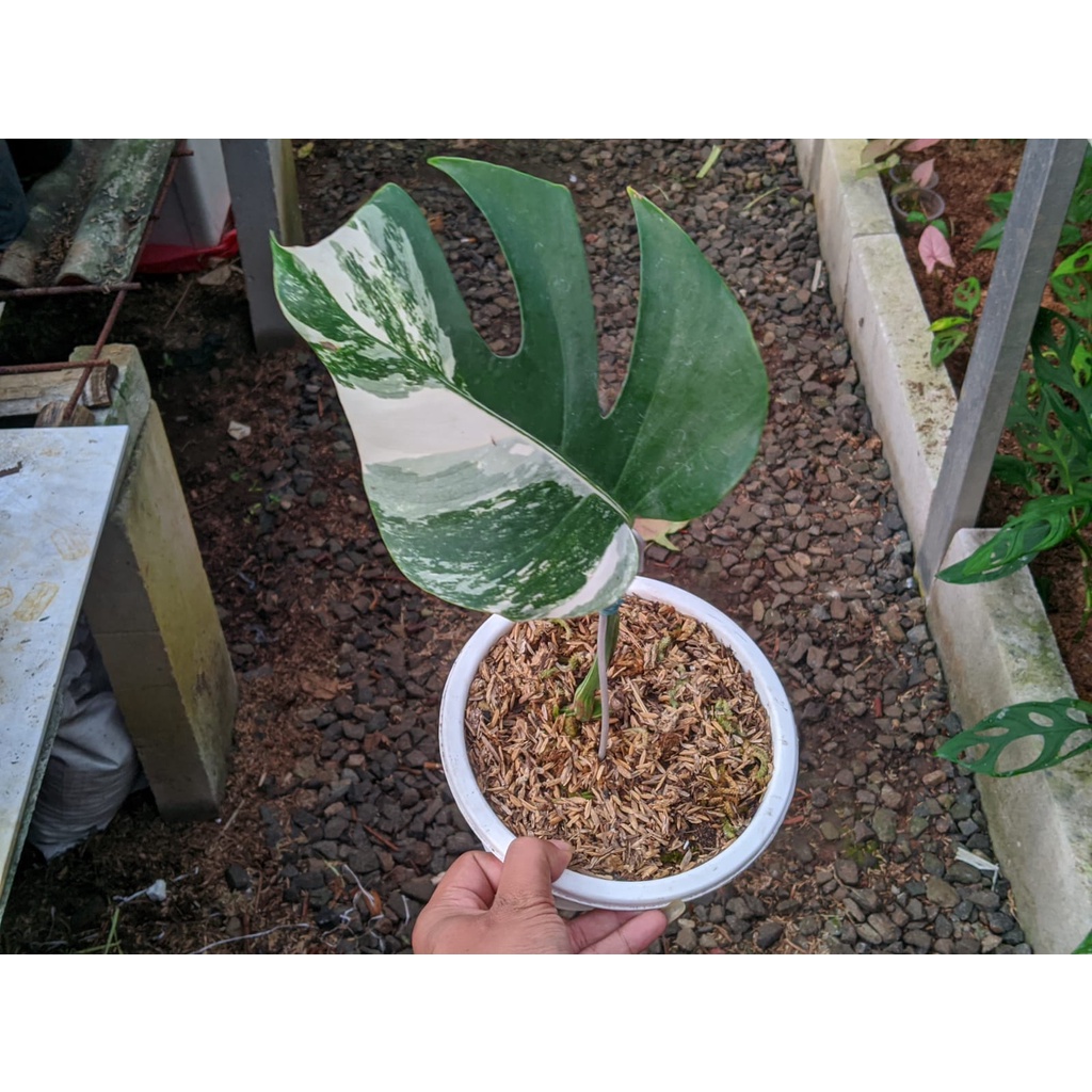 Jual Monstera varigata | Shopee Indonesia
