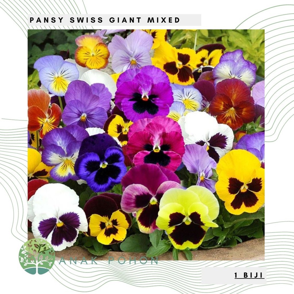 Jual Benih Bibit Biji - Bunga Pansy Swiss Giant Mixed Colors (Viola x ...
